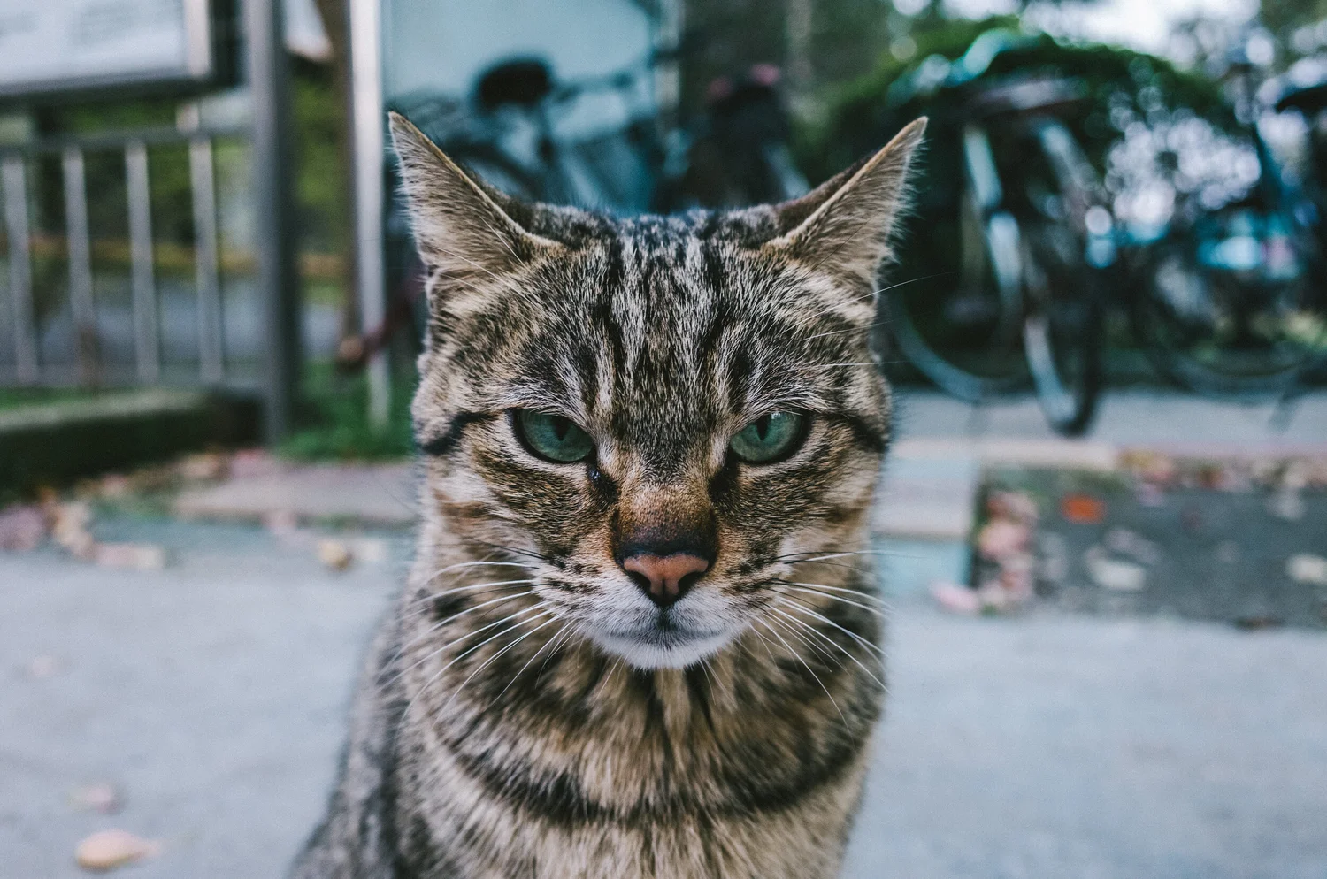 Unconscionable conduct — Australian Contract Law