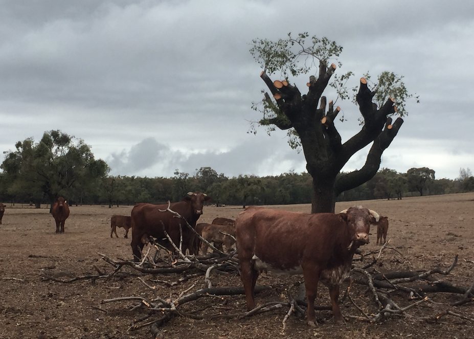 Using Scrub as a Livestock Feed — RaynerAg