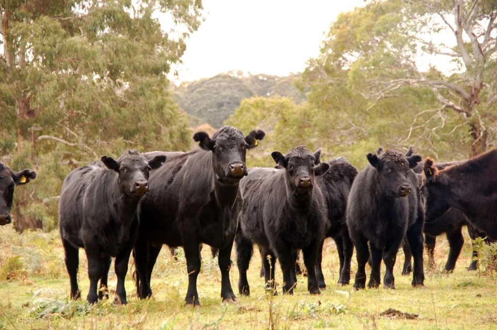 Efficient Beef Production — RaynerAg