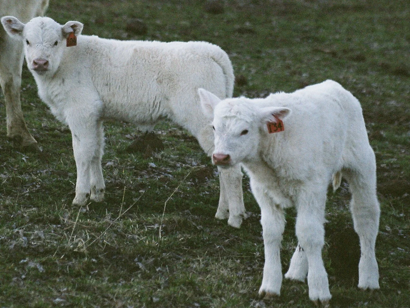 Should I start a beef cattle stud? — RaynerAg