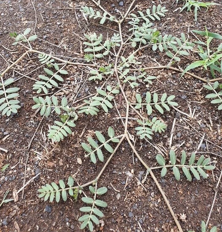 Watch out for these weeds — RaynerAg