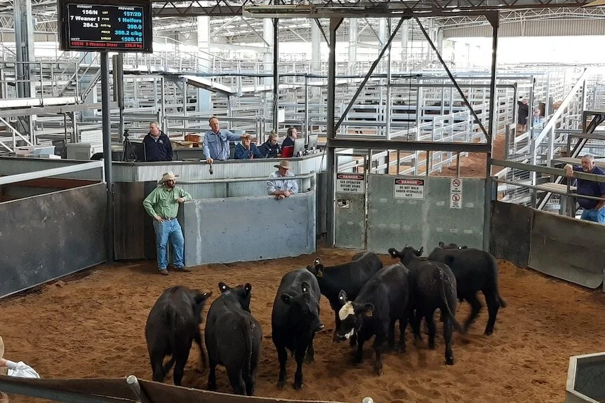Selling cattle - are you looking at the costs as well? — RaynerAg