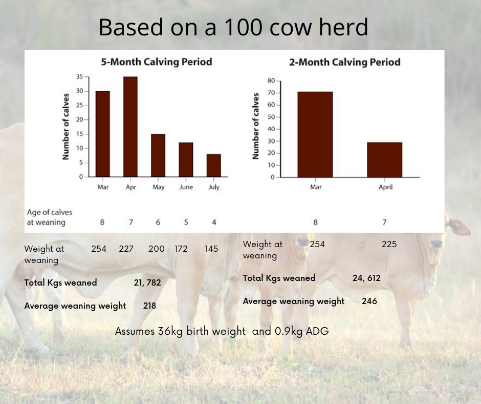 Costing a shorter calving period — RaynerAg