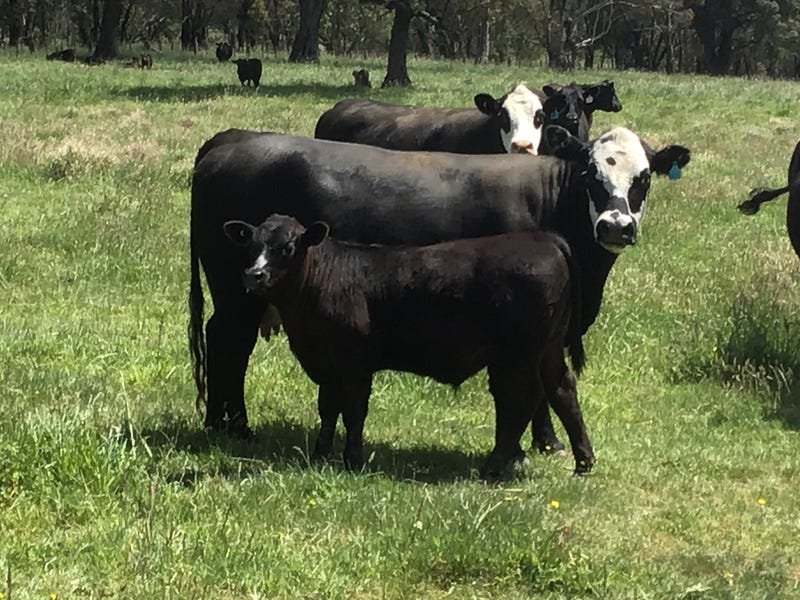 Breeding Black Baldies – Is there a price difference to consider ...