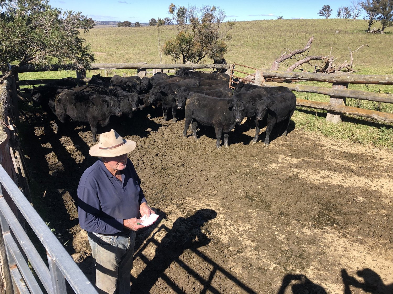 Is it really a great time to be a stock agent? — RaynerAg