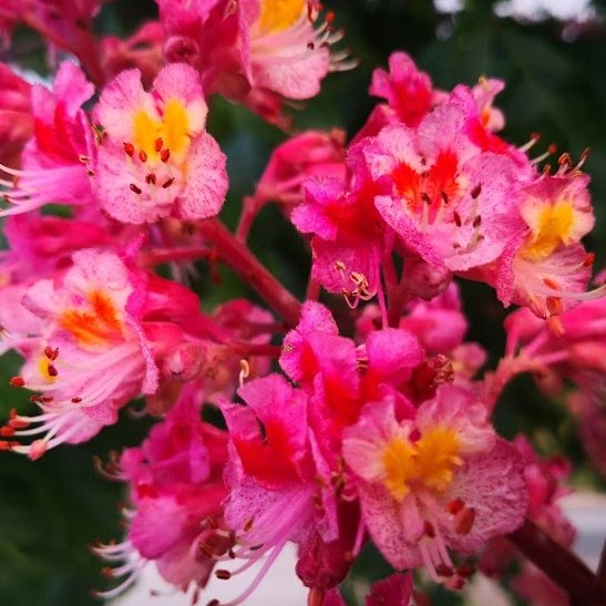 Red Chestnut | Ανθοϊάματα Bach | Element Αισθητική