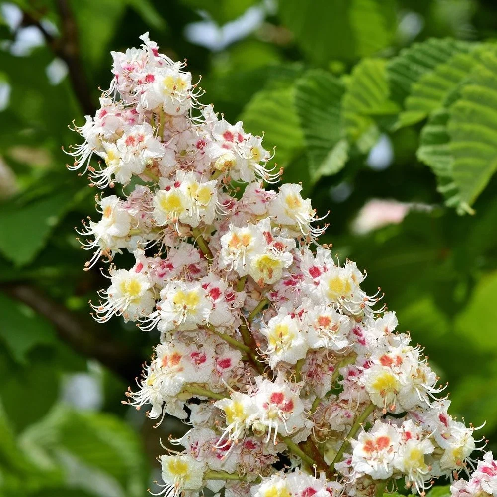 White Chestnut | Ανθοϊάματα Bach | Element Αισθητική