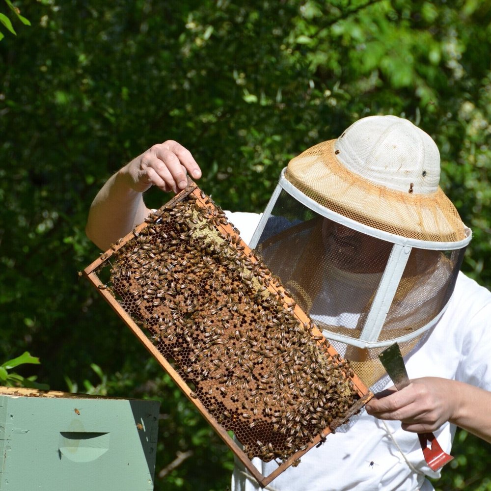 Little Bee Project - Local Atlanta Honey