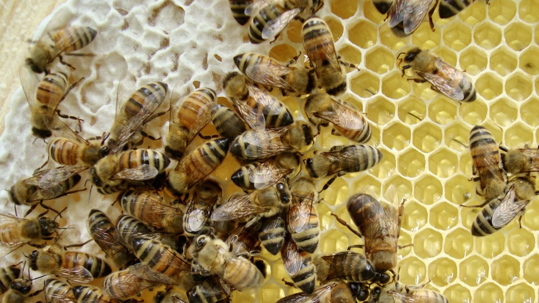 Little Bee Project - Local Atlanta Honey