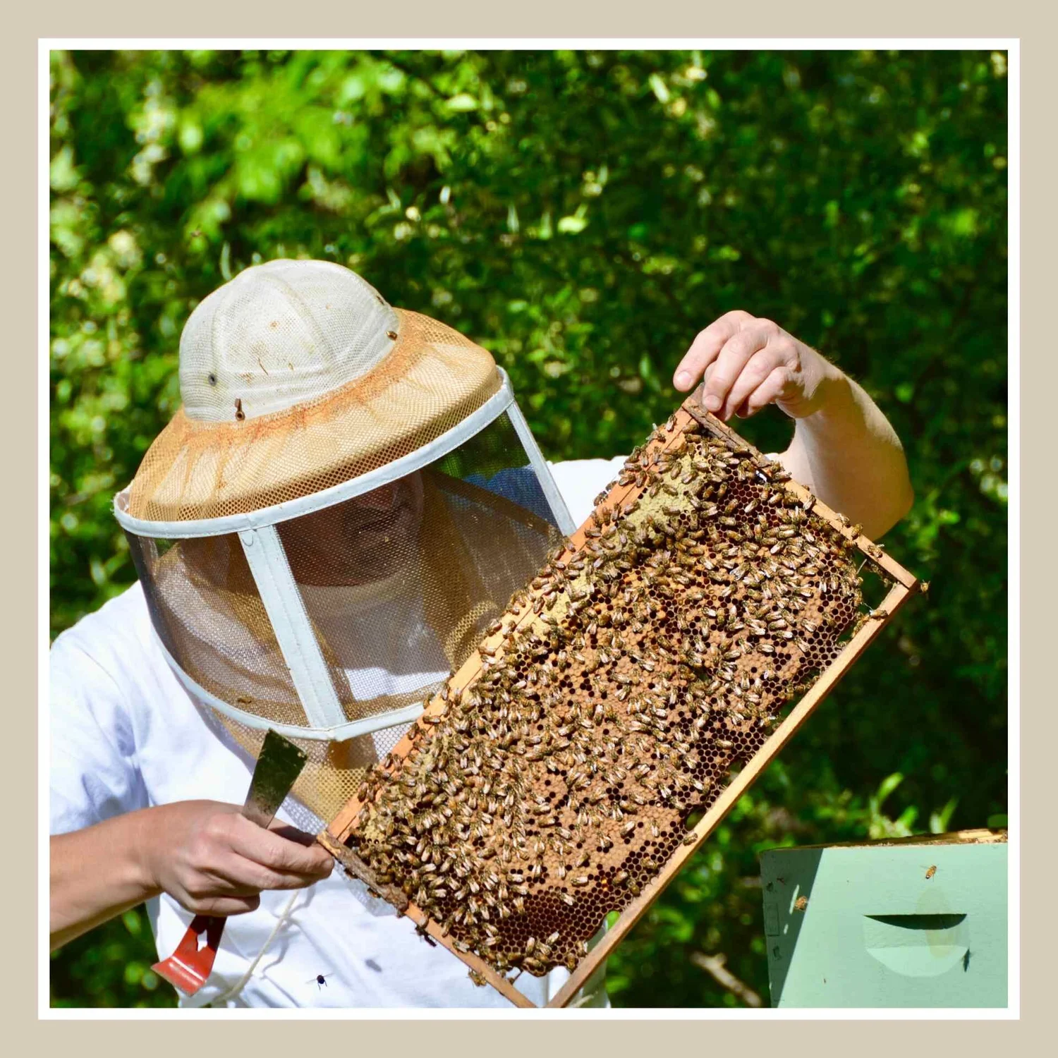 Little Bee Project - Local Atlanta Honey