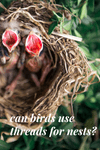 Can Birds Use Threads for Nests? — Agy Textile Artist