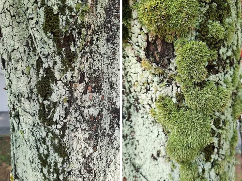 The Memory of Trees Collection — Agy Textile Artist