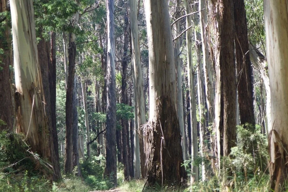 What we do — GROUNDSWELL