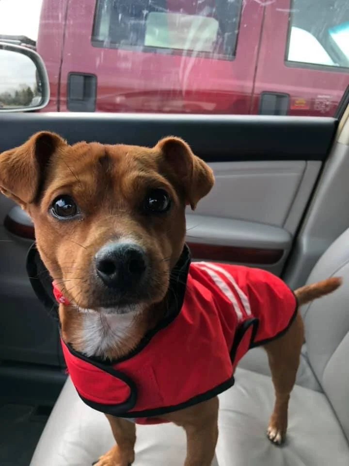 Tails Up Paws Down Rescue