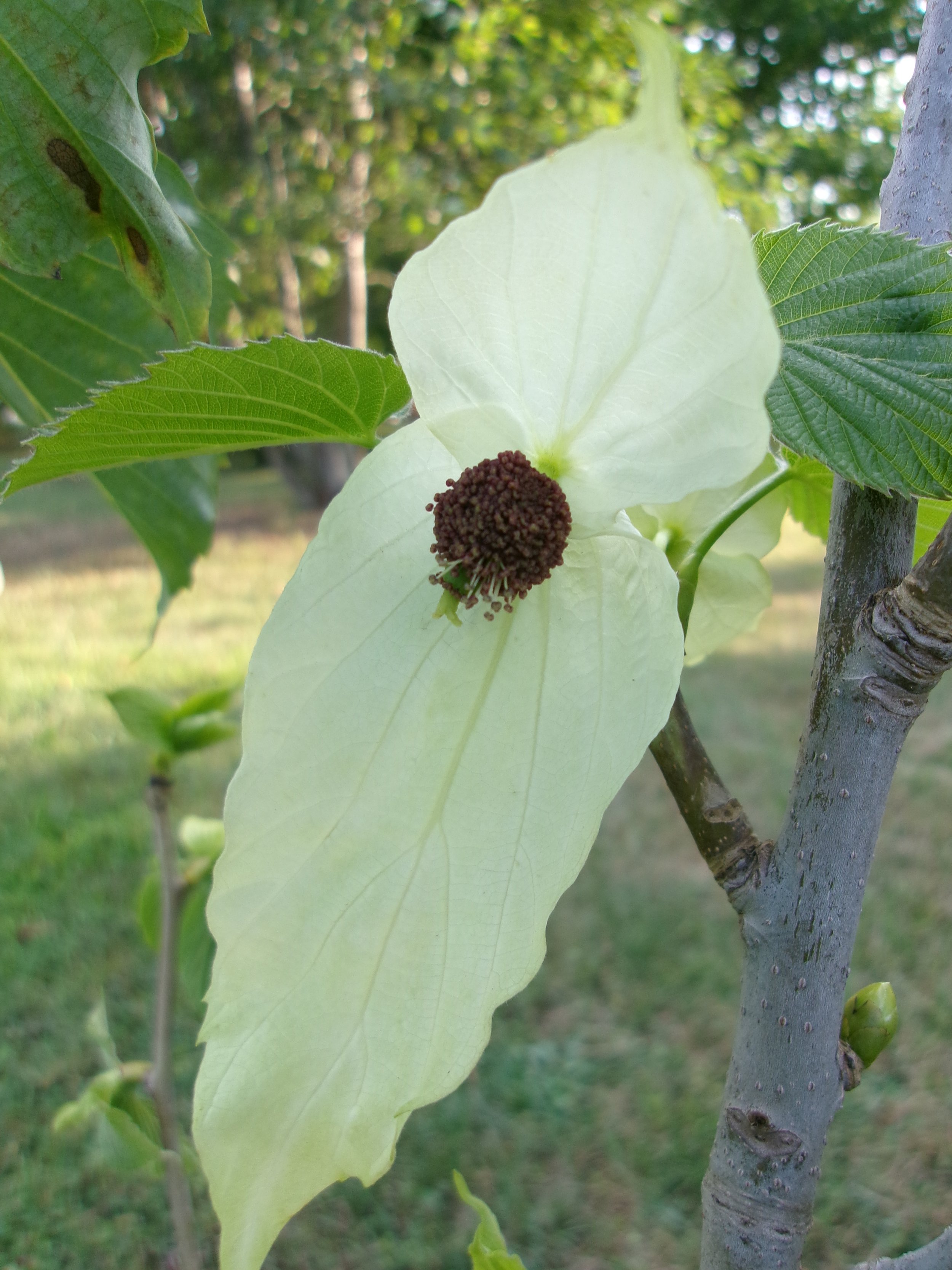 Draves Arboretum