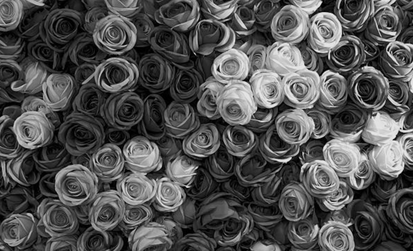 About — Hidden Rose 🌹