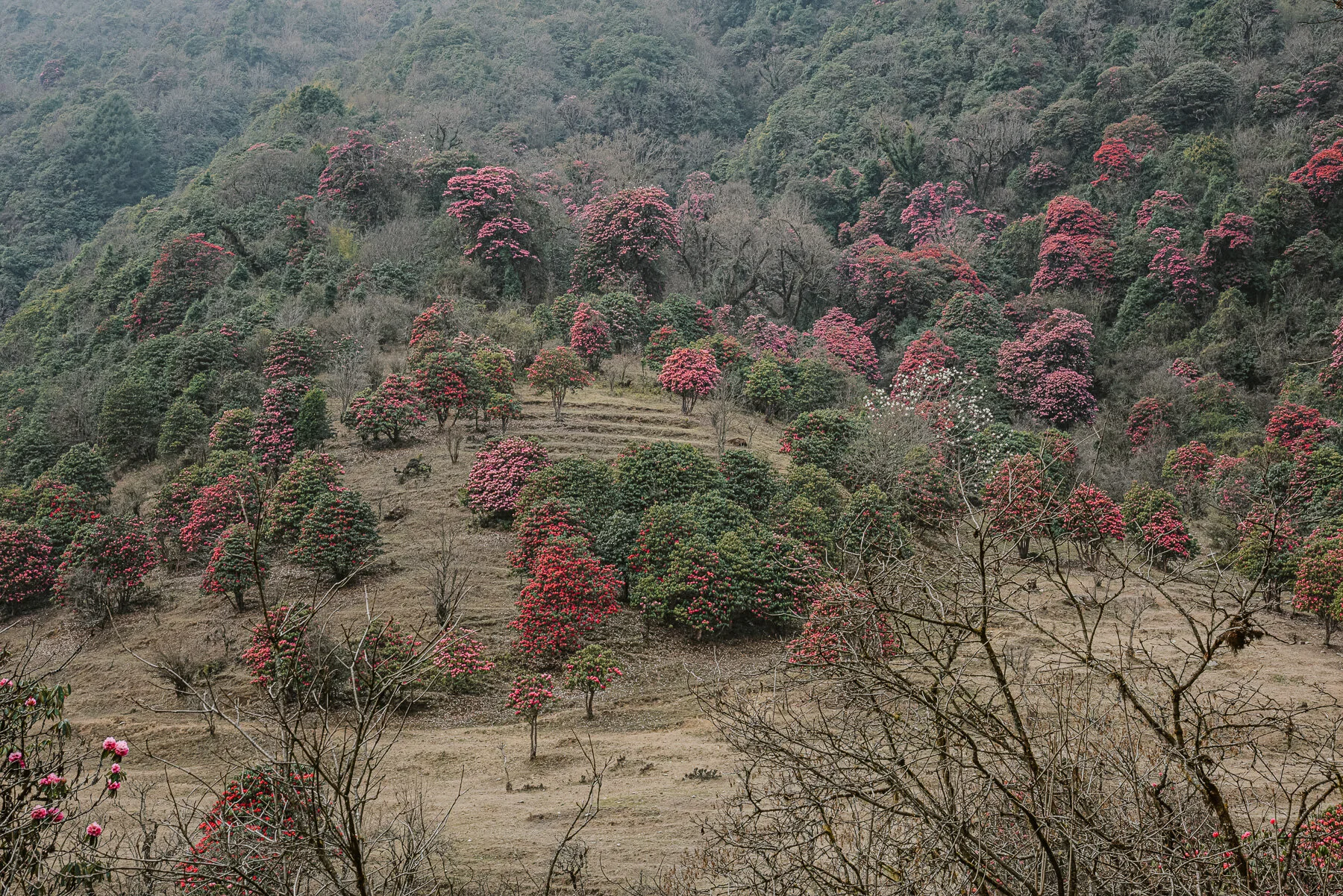 The Annapurna Region in Nepal — Nomad Photos