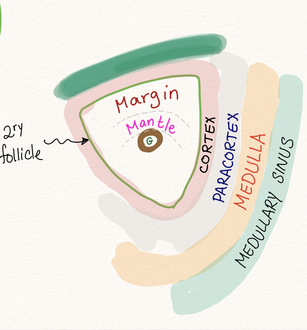 Leukemia Notebook (PUN) — Medicosis Perfectionalis