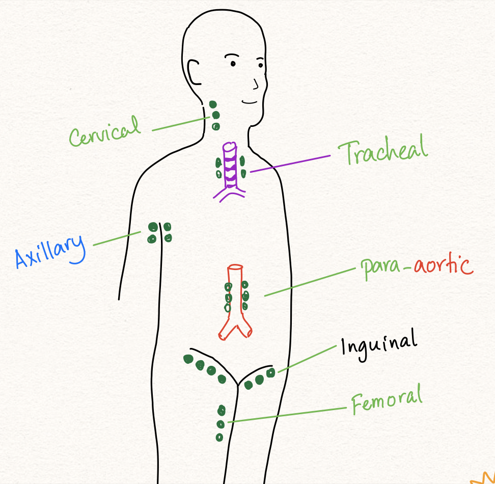 Leukemia Notebook (PUN) — Medicosis Perfectionalis