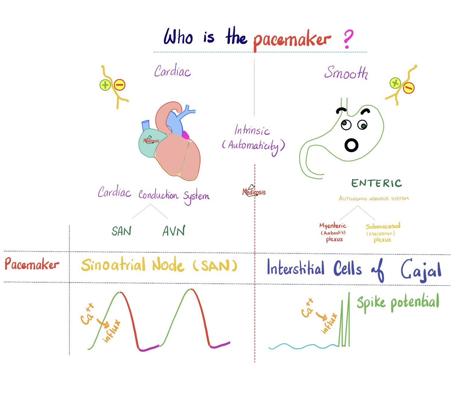 Neuroanatomy Illustrated Notes (PDFs) — Medicosis Perfectionalis