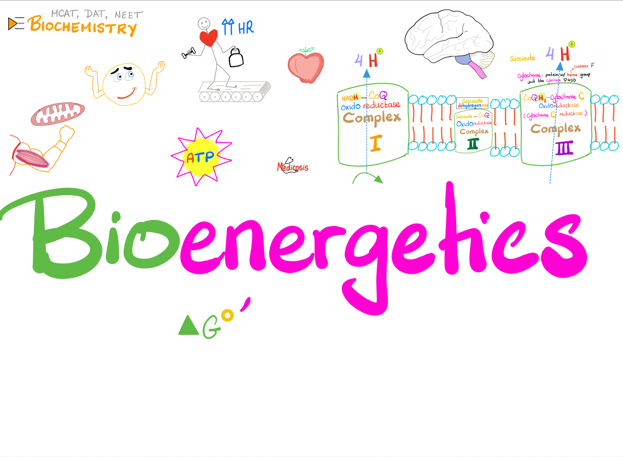 Physiology Introduction Illustrated Notes (PDFs) — Medicosis Perfectionalis