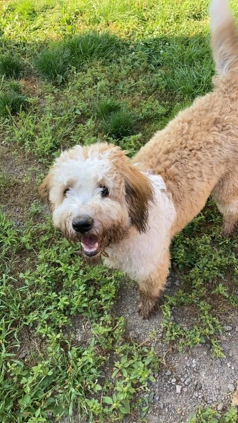 Our Females — Lovebug Doodles