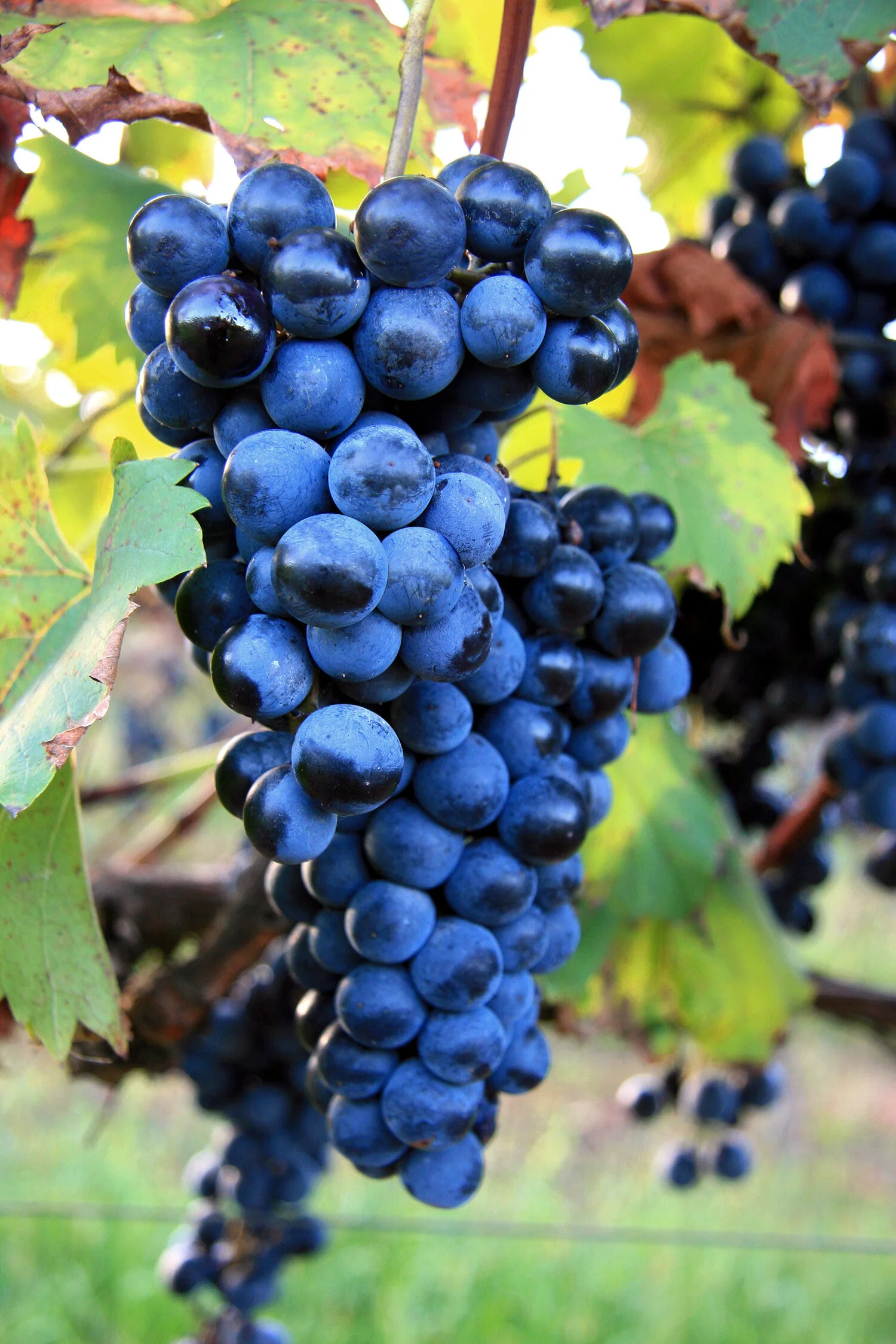 Bago Winery — Bago