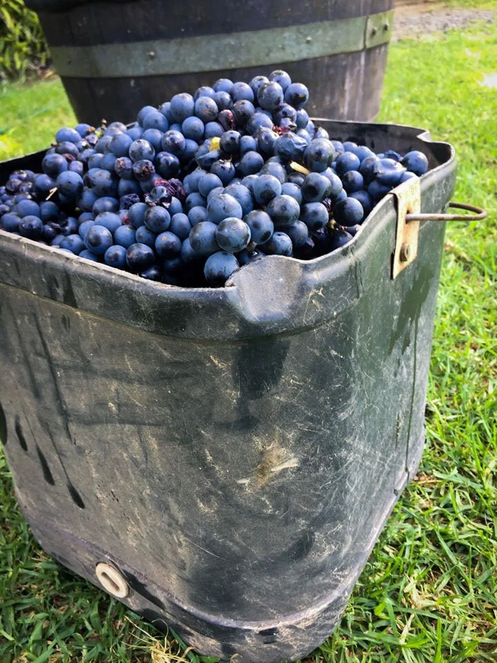 Grape Stomp Music Day Cancelled due to minor Flooding — Bago
