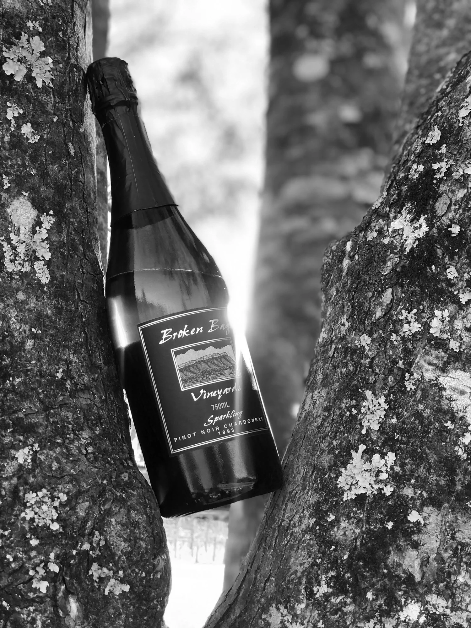 30 Years of Winemaking Excellence | Bago Maze and Wine — Bago