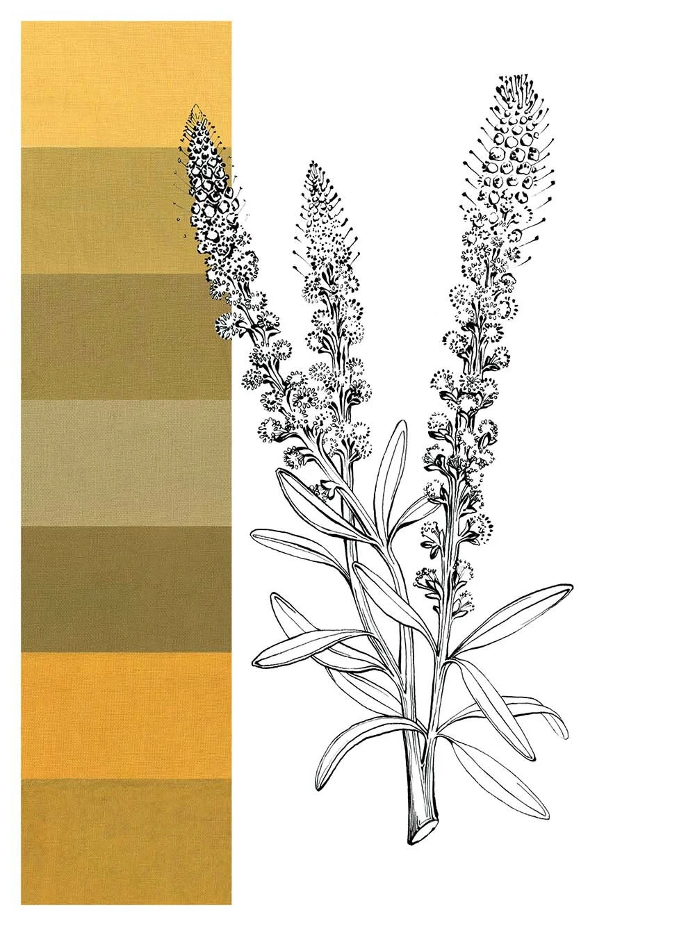 The Six Natural Dyes at the Heart of Our Textiles — Homebody Textiles