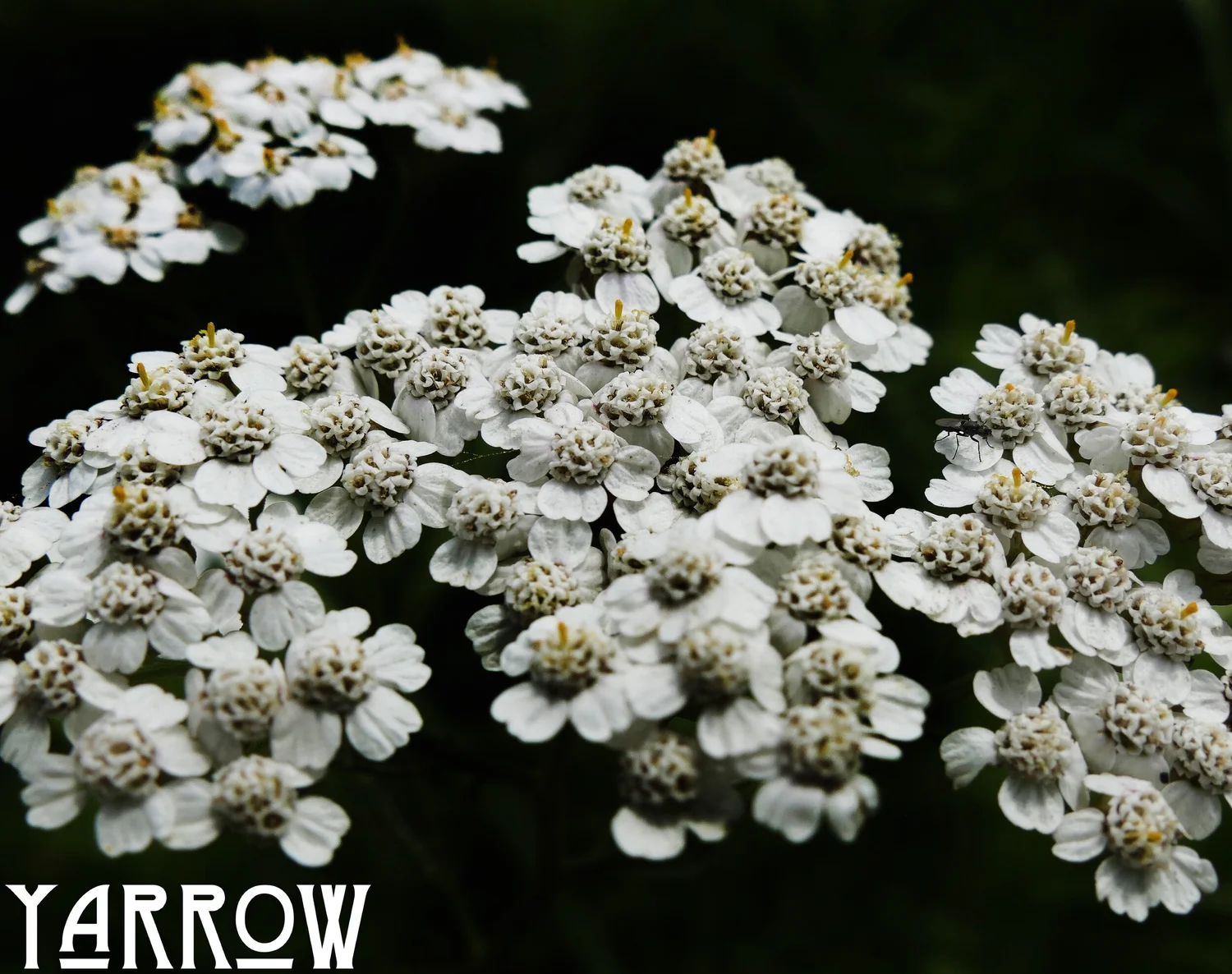 Blog — Prairie Fire Herbal