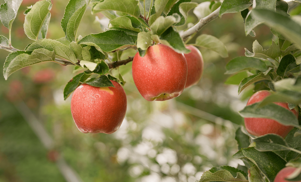 News — CMI Orchards