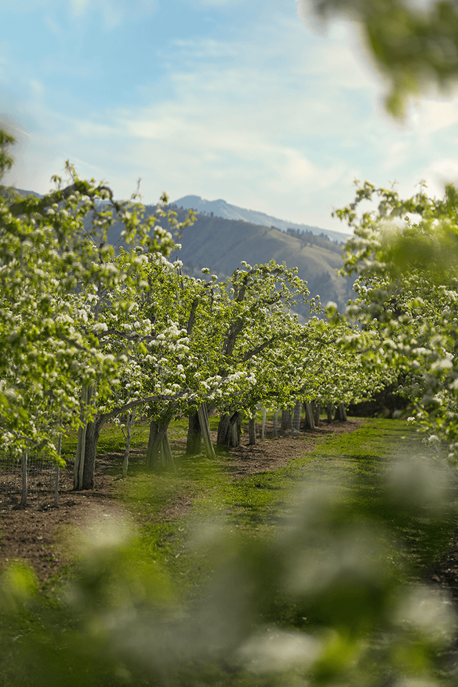 Our Region — CMI Orchards