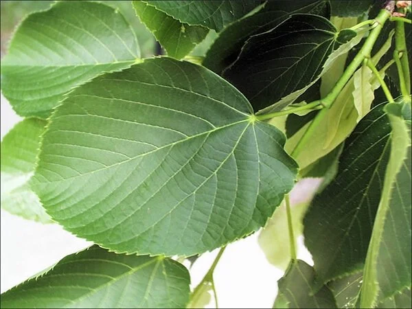 Unconventional Value of Basswood Trees — Maine Woodland Owners