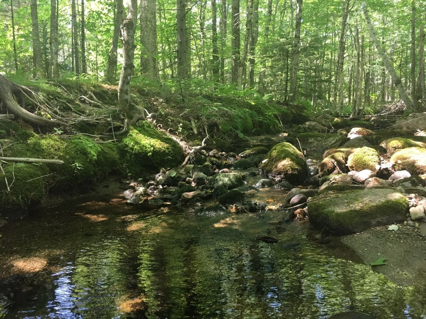 Land Trust — Maine Woodland Owners