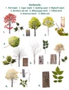 Tree ID — Maine Woodland Owners
