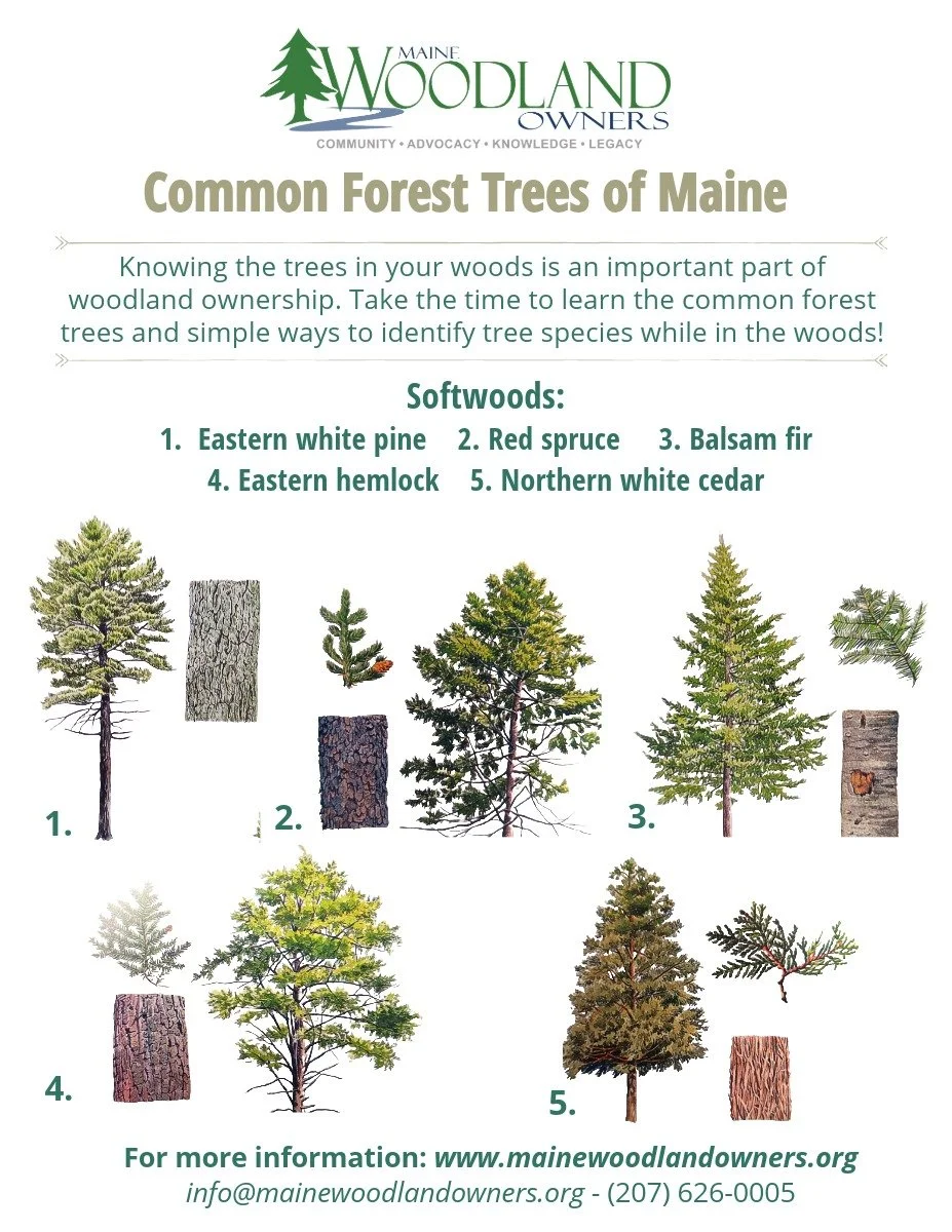 Tree ID — Maine Woodland Owners