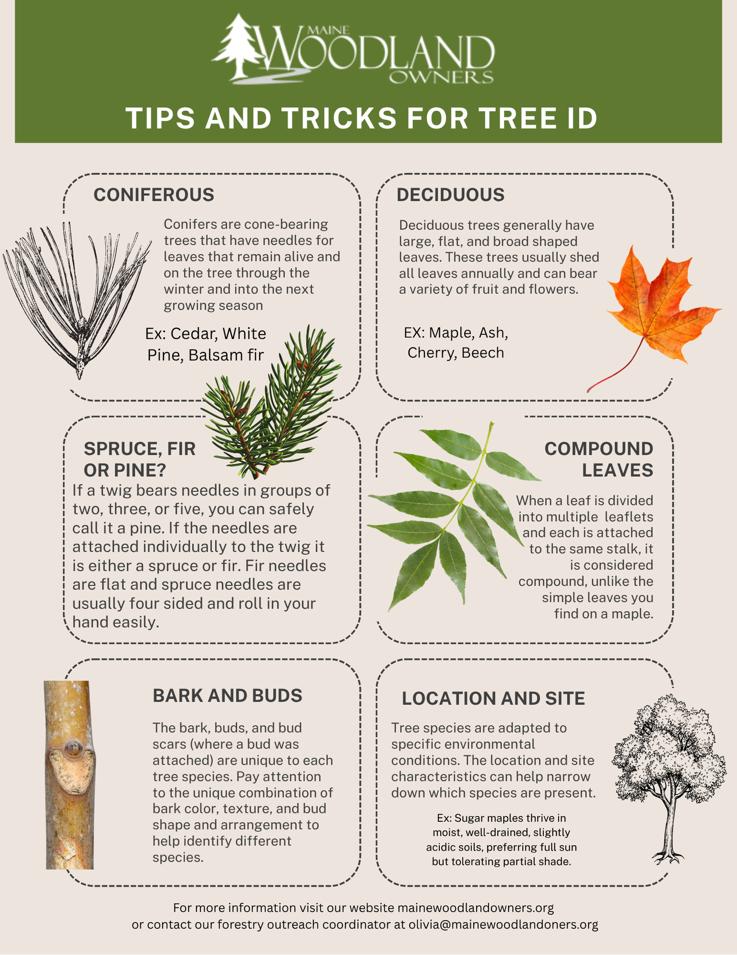 Tree ID — Maine Woodland Owners