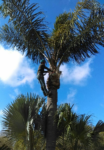 On Point Tree Service-Services — On Point Tree Service