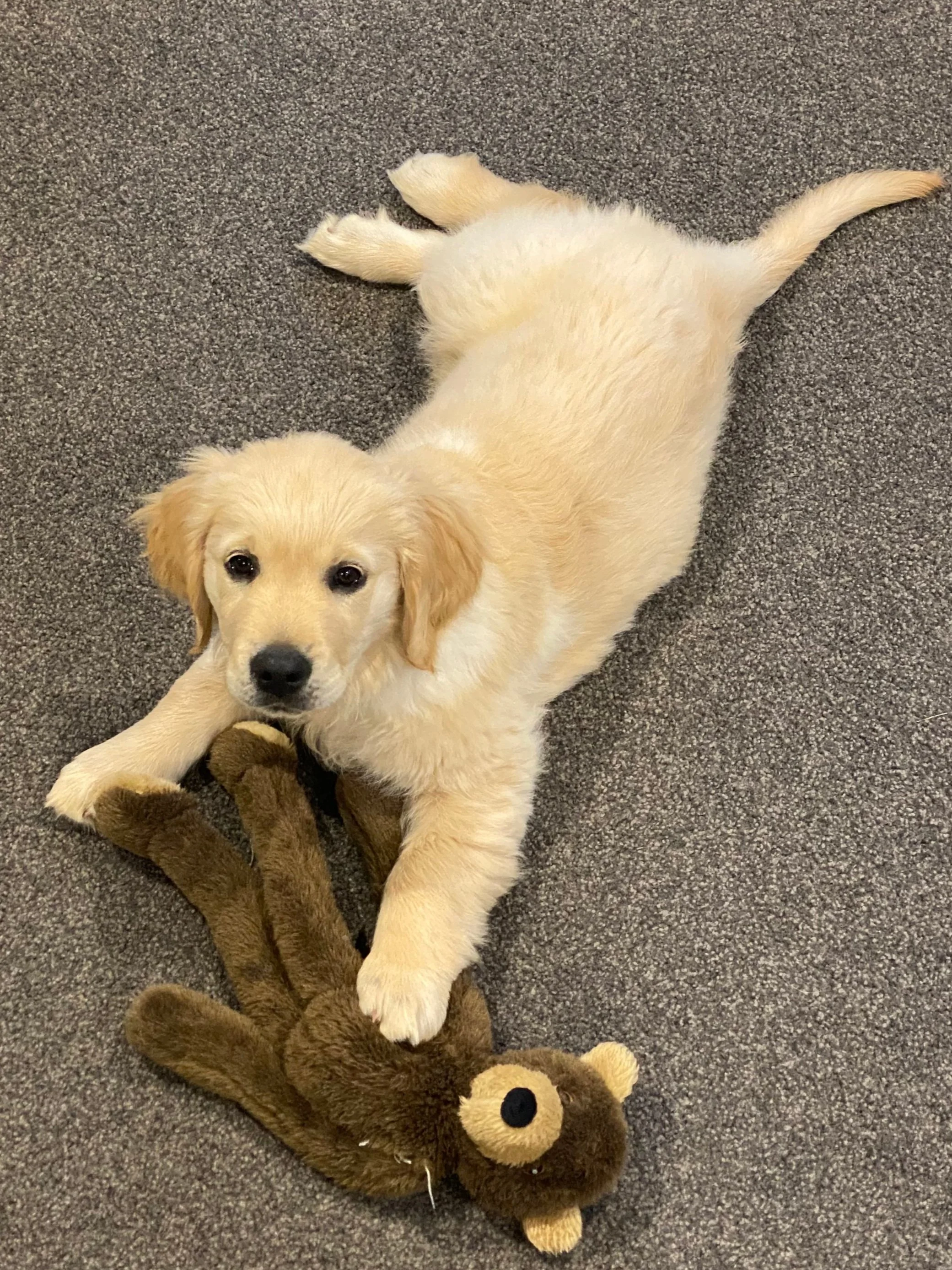 Ellie Hooper - Christchurch Dog Therapist