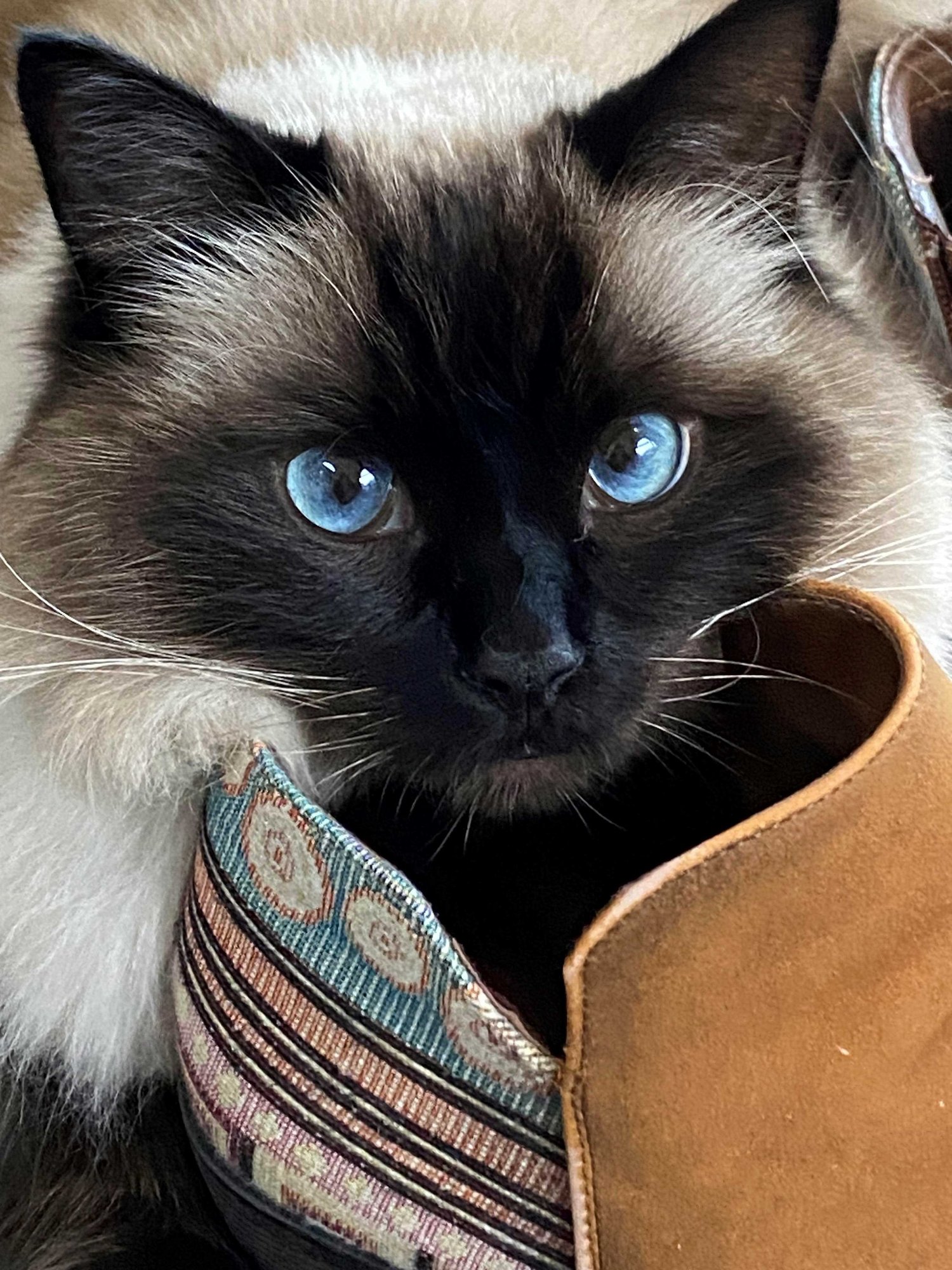 Milo Hooper | Cat Therapy Christchurch