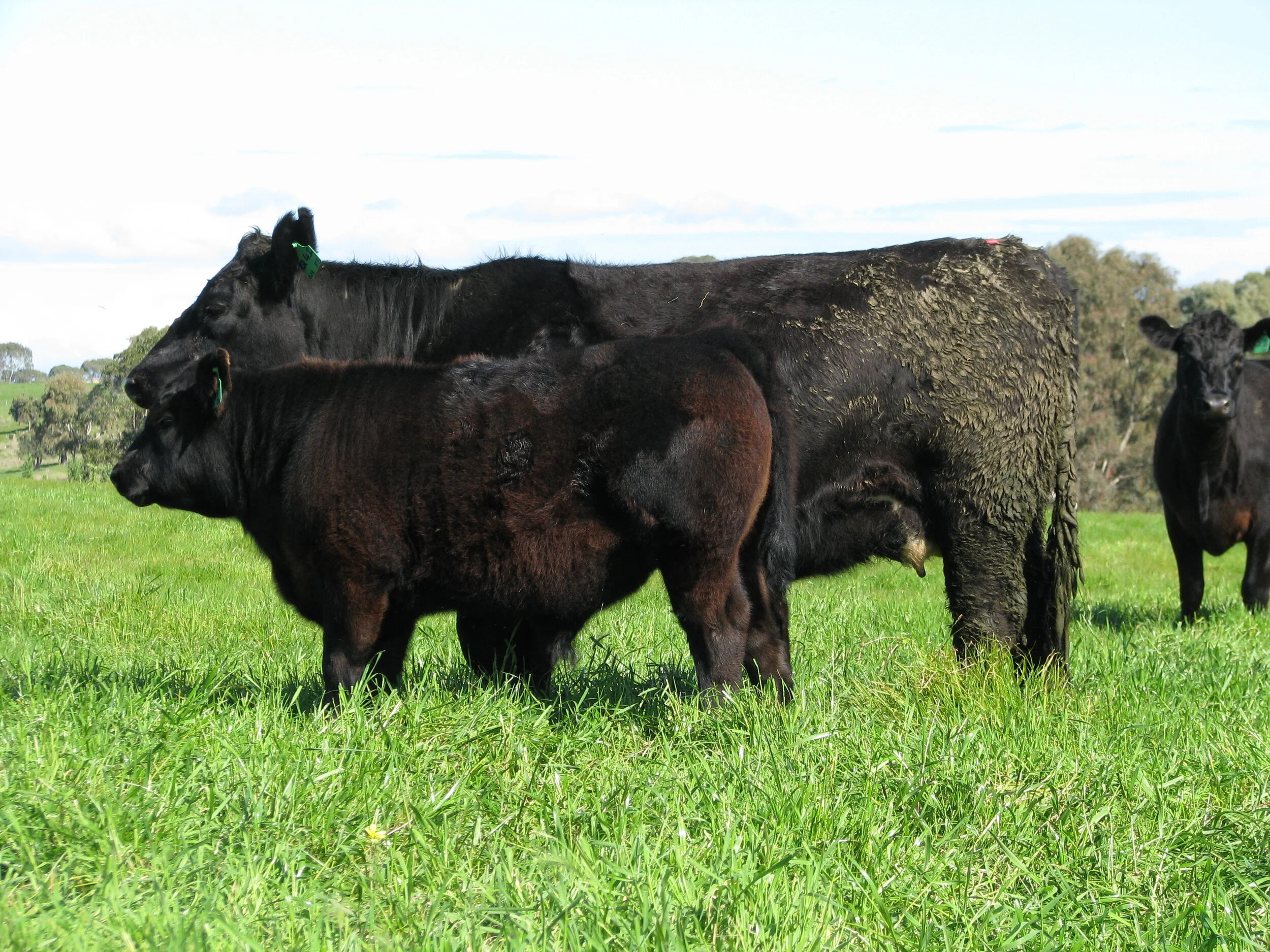 Bull Management - Breeding — Bannitup Angus — Breeding quality cattle ...