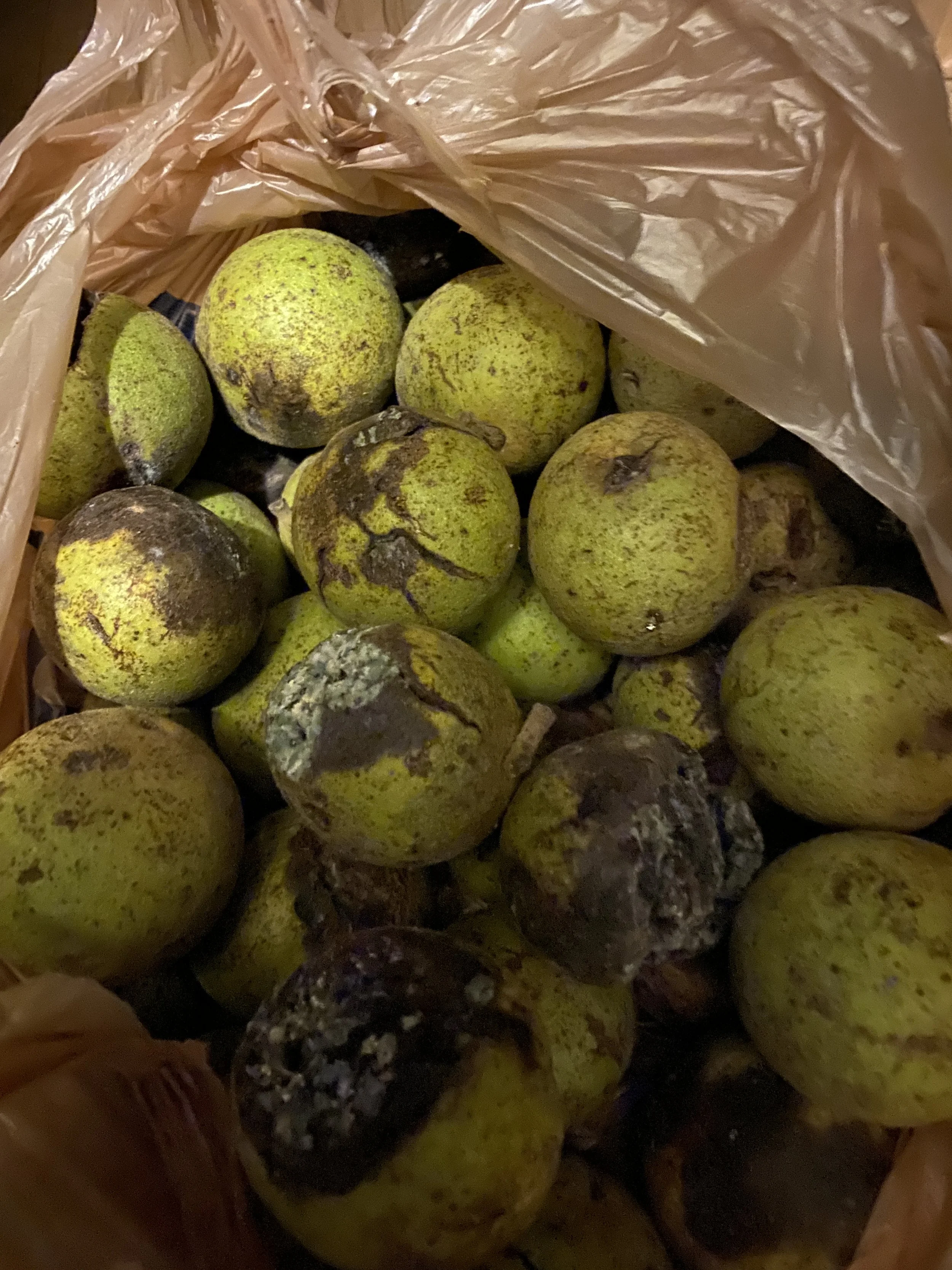 Natural Dye Workshop — Nature Explorers