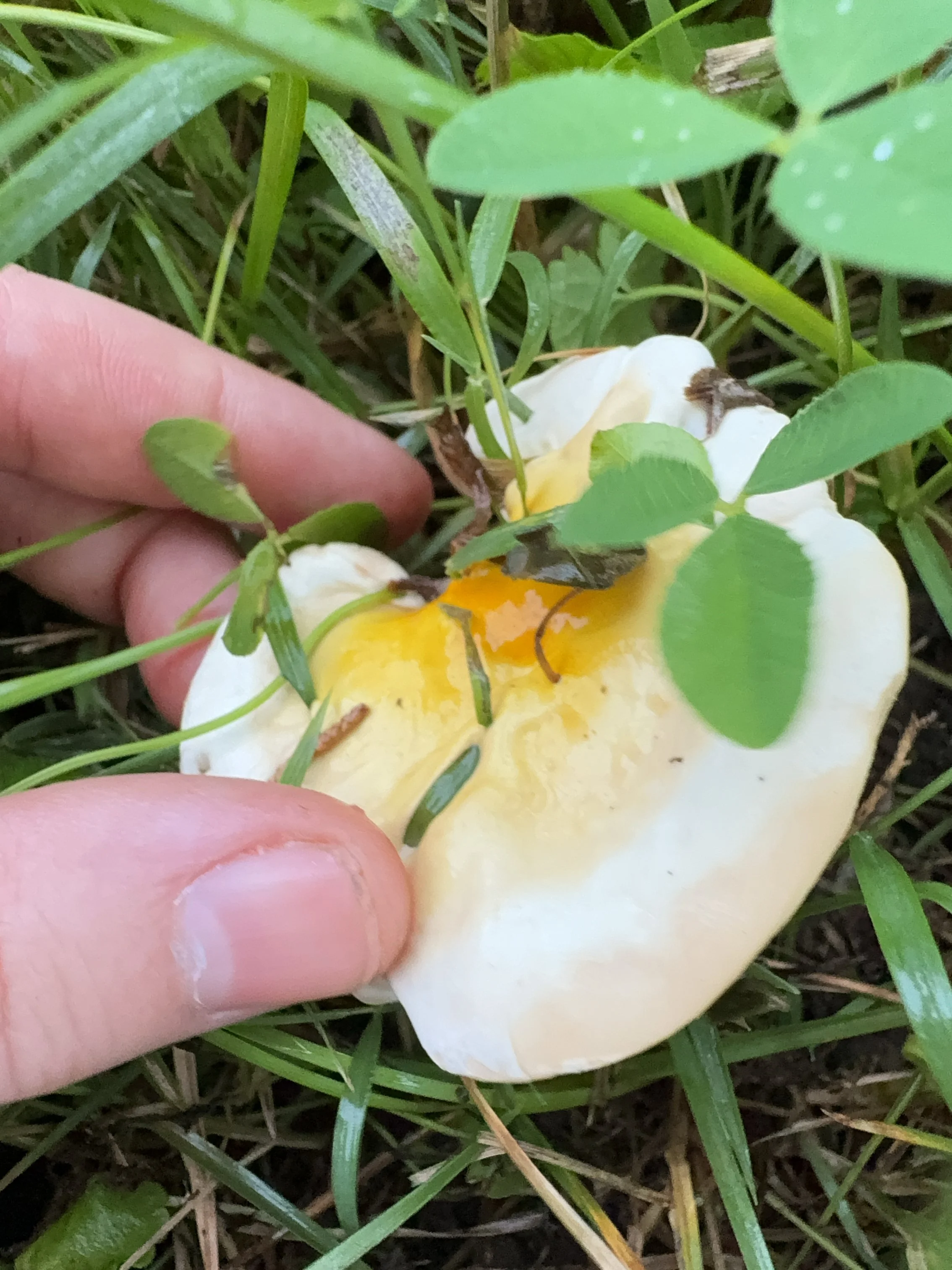 Adult Classes — Nature Explorers