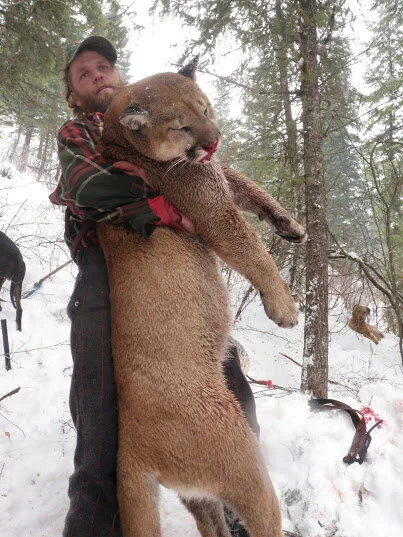 Cougar Hunting