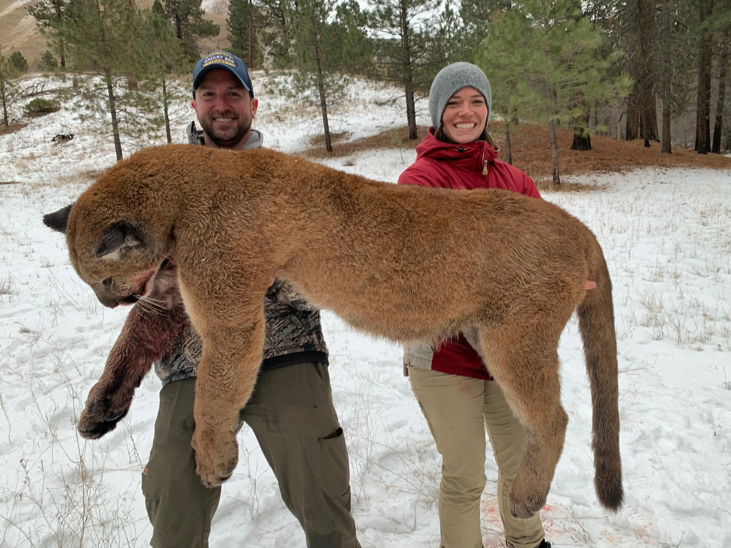 Cougar Hunting