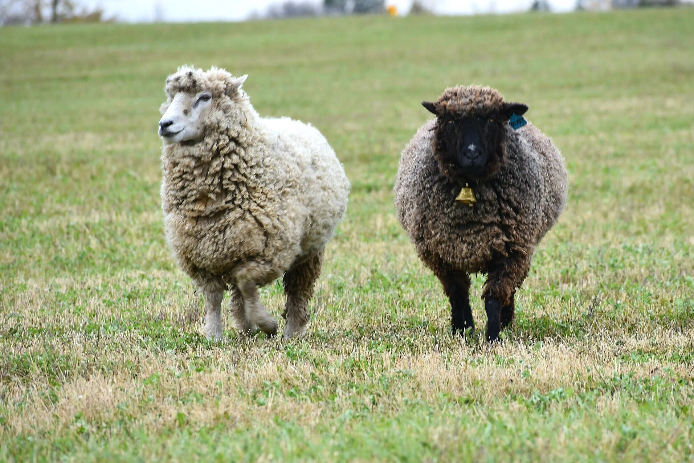 Natural Wool Fibers — Sutton Ridge Farm