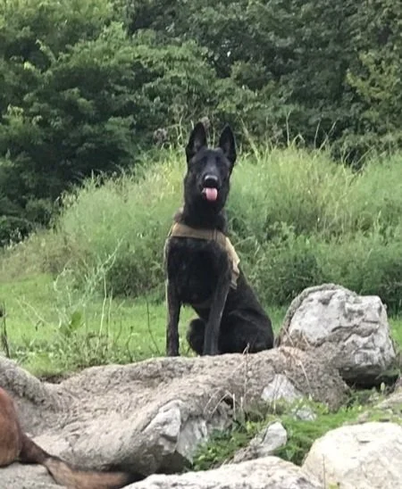 Canine Search And Rescue Tracking | The K9 Encounter | Dog Training ...