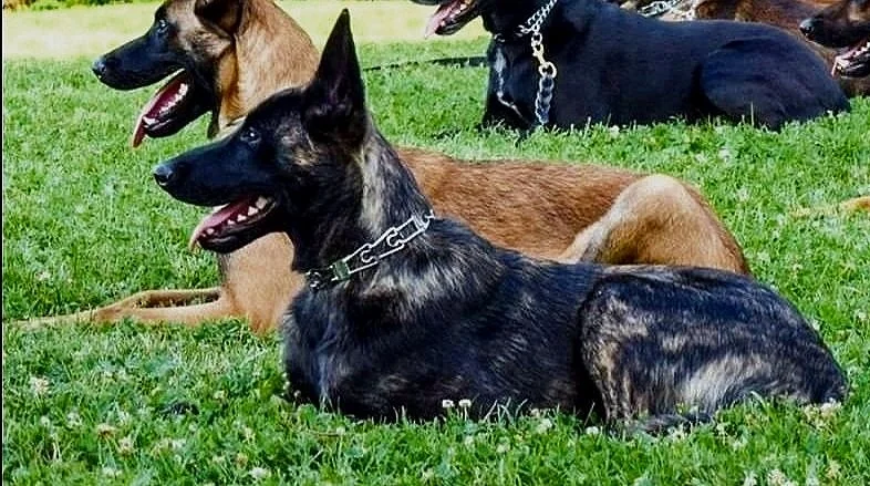 Private Training Lessons — The K9 Encounter