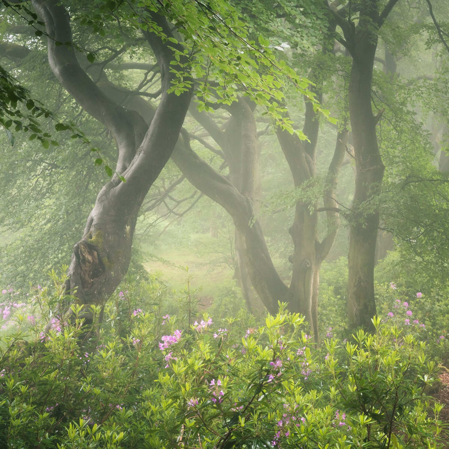 Marc Robbins Woodland Photography UK